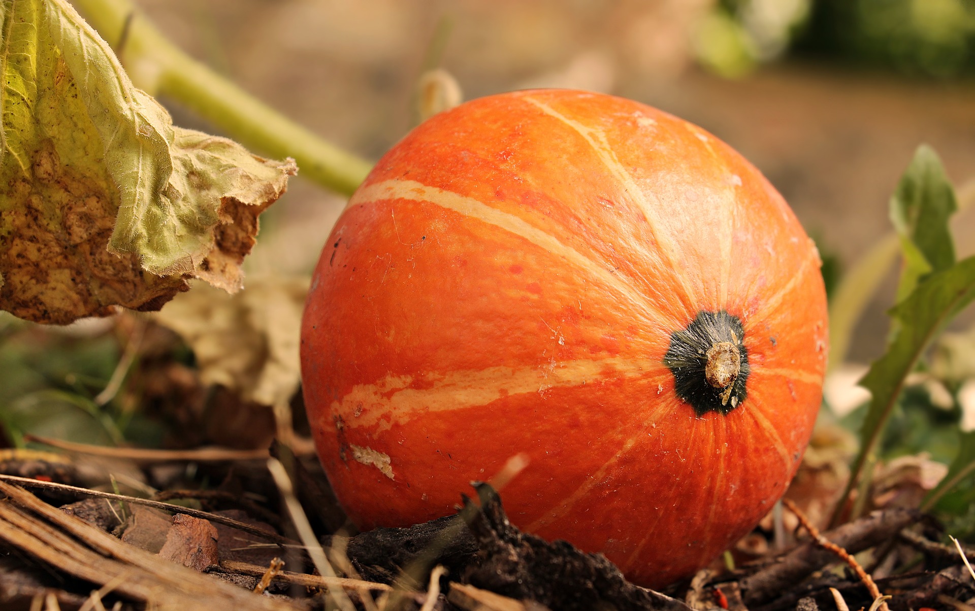 Courges et citrouille – LE TOIT VERT